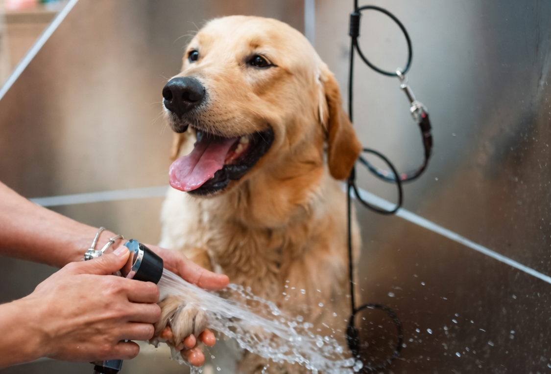 TOP DOG | Self-Service Dog Wash Stations UK